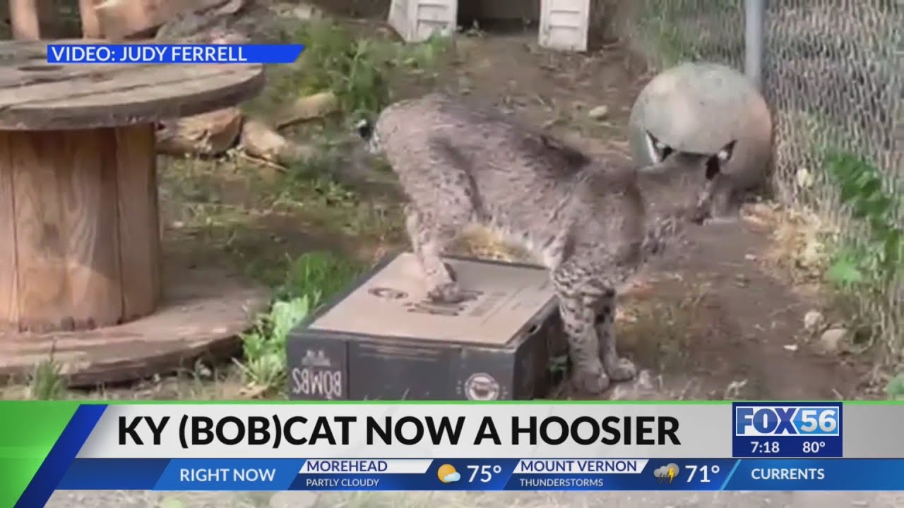 Bobcat kept as a pet in Kentucky has new home at Indiana sanctuary ...