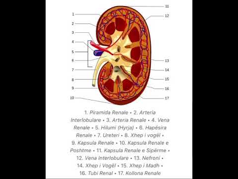 Anatomia e veshkës - Pamje - YouTube