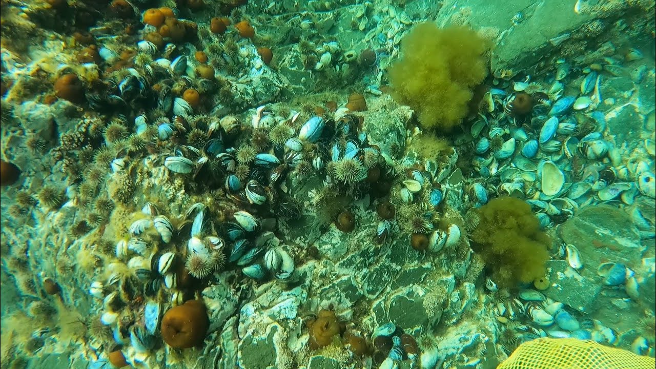 Diving for blue mussels - YouTube