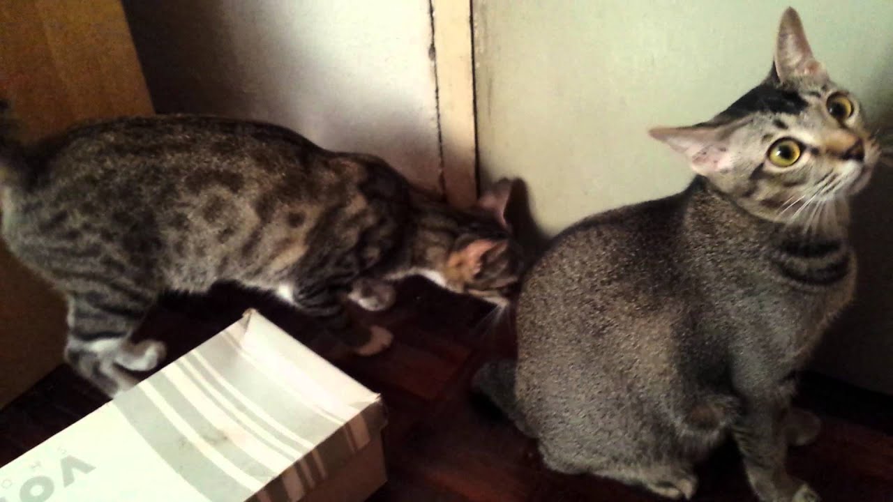 Cat meowing to go out - YouTube