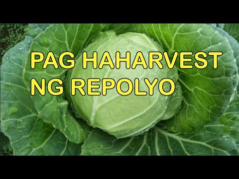 HARVEST NG REPOLYO - YouTube