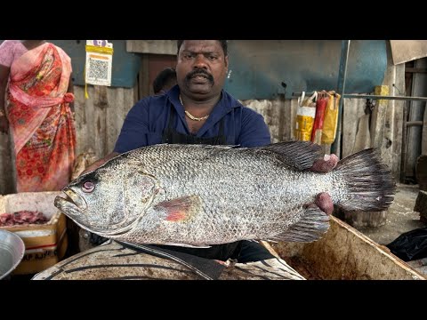 KAL KODUVA FISH 🐟 KASIMEDU SPEED SELVAM OUTSTANDING CUTTING SKILLS # ...