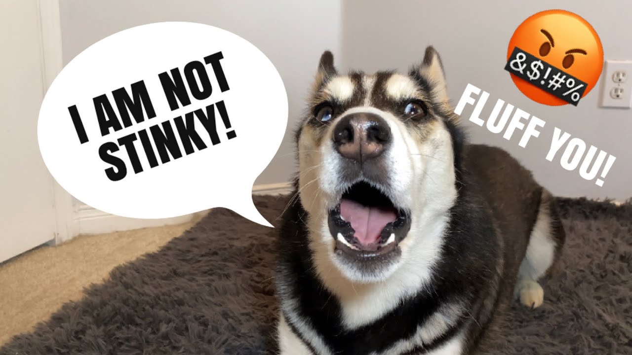 Husky Speaks PERFECT ENGLISH Over 30 Times! - YouTube