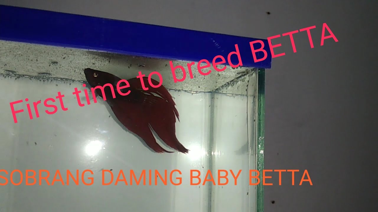 (Day 1) My First Betta Fry - YouTube
