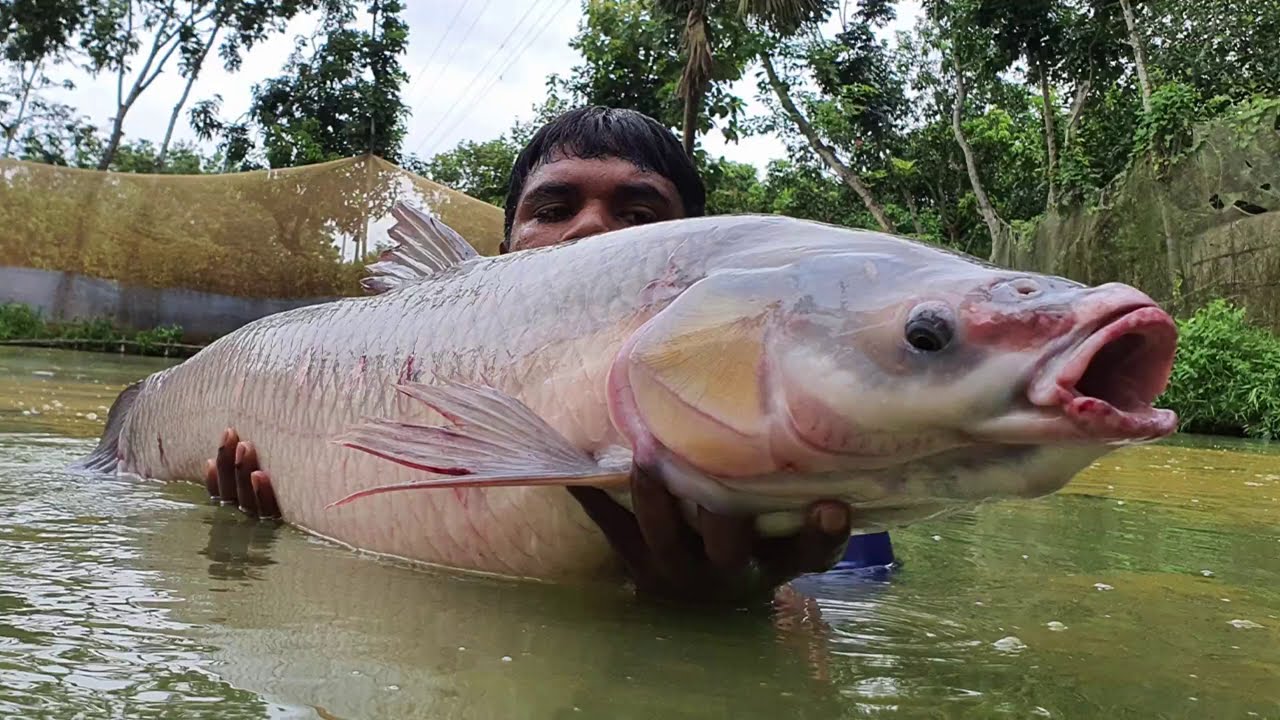 Cast a Lot of Fish With Net Fishing | Net Fishing in Pond - YouTube