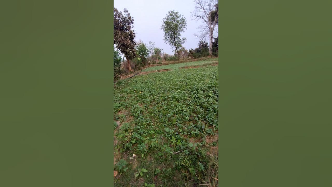 hamare khet me dal #nature #villagelife - YouTube