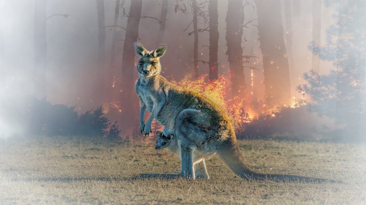 Kangaroo Photo Effect | Photoshop Tutorial - YouTube