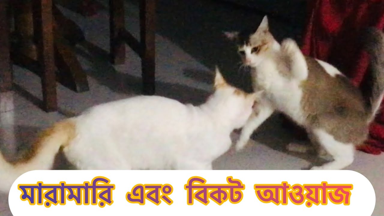 বিড়ালে ঝগড়া করে কিভাবে???? || Angry Cats Fighting With Big Sound ...