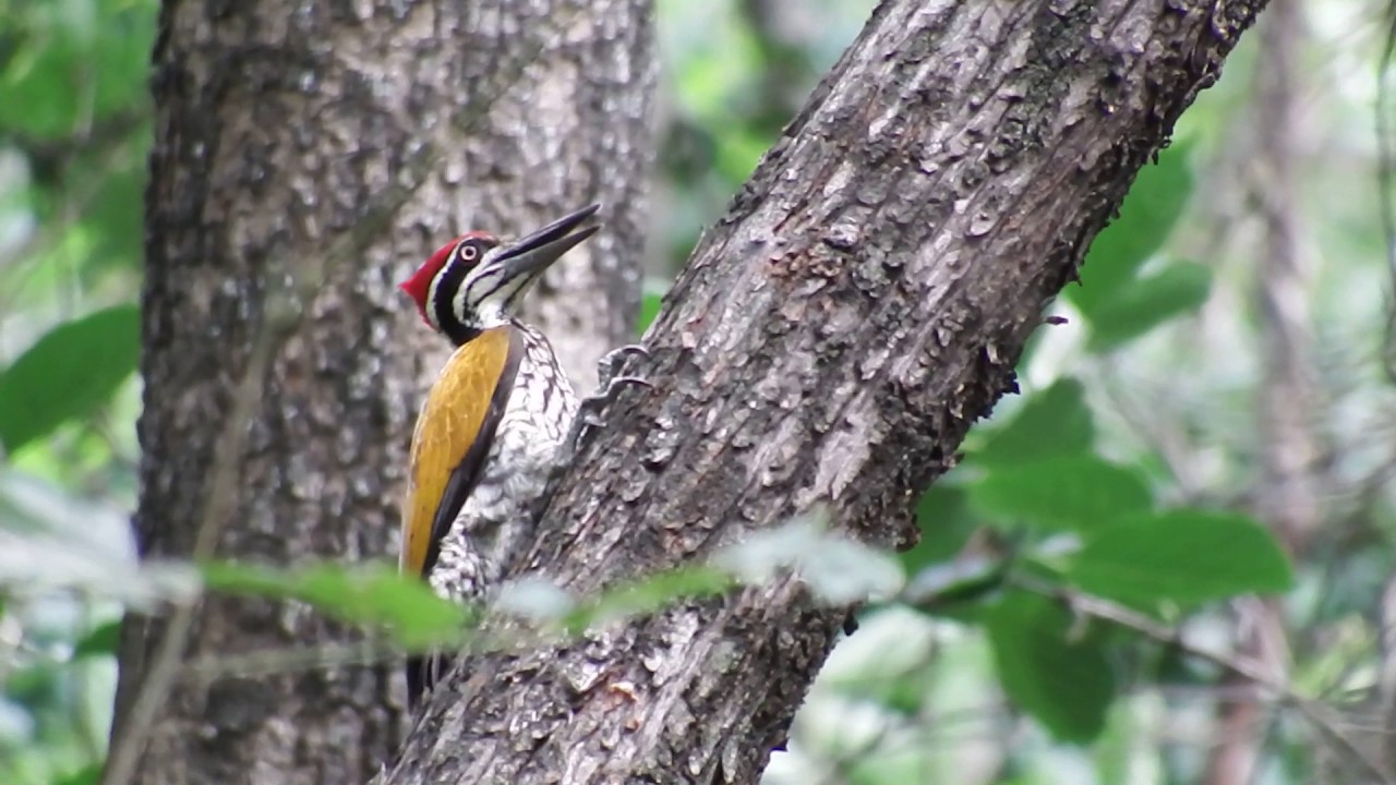 Greater Flameback (Chrysocolaptes guttacristatus) male - YouTube