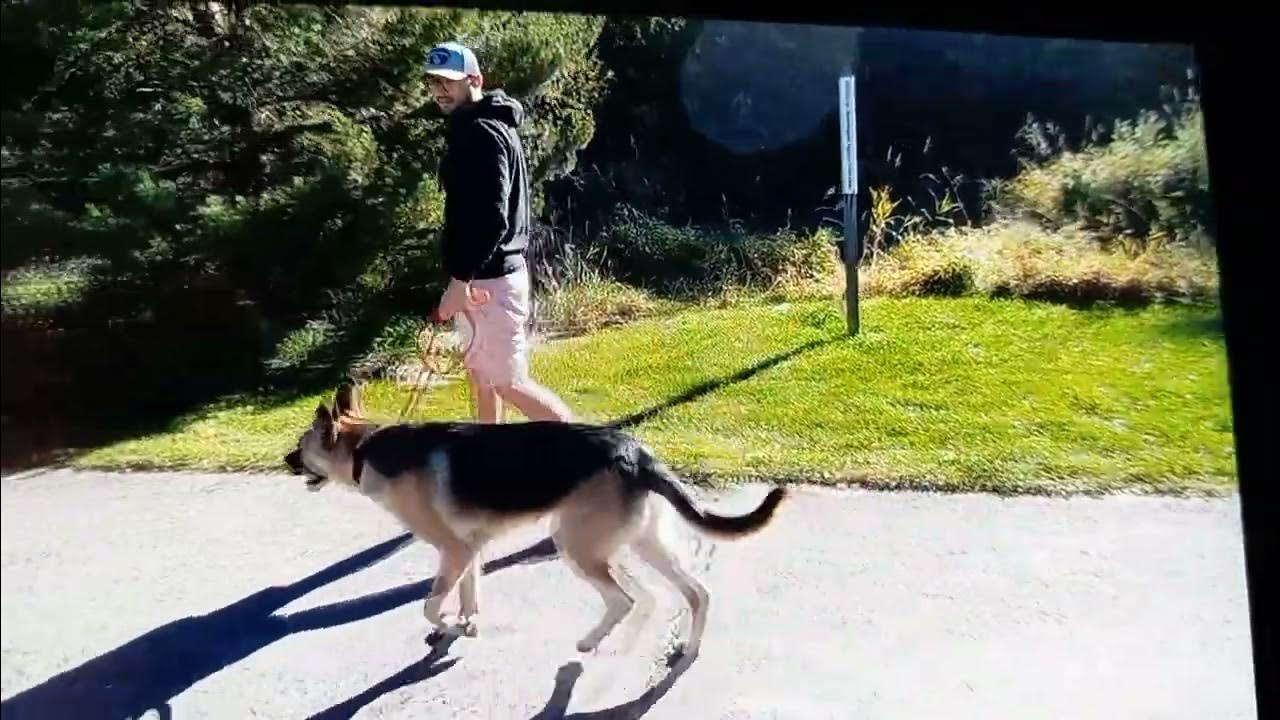 . GSD - YouTube