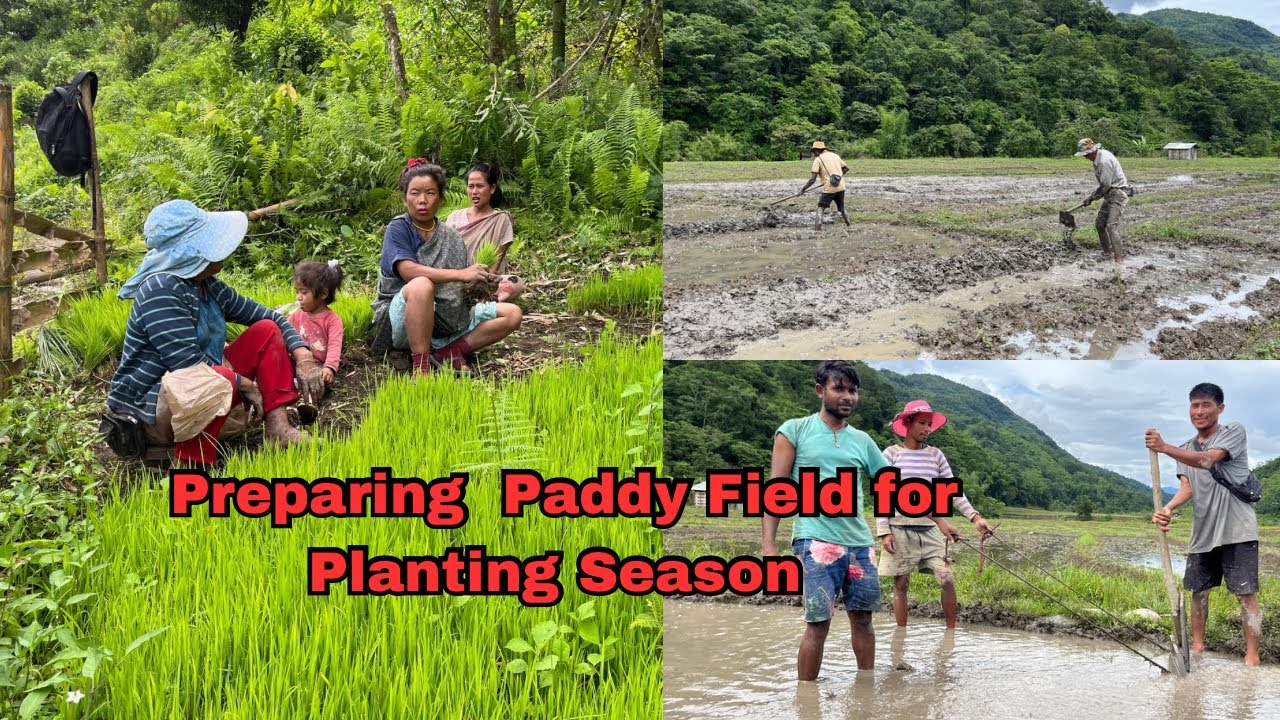 Preparing Paddy Field For Planting || Village life - YouTube