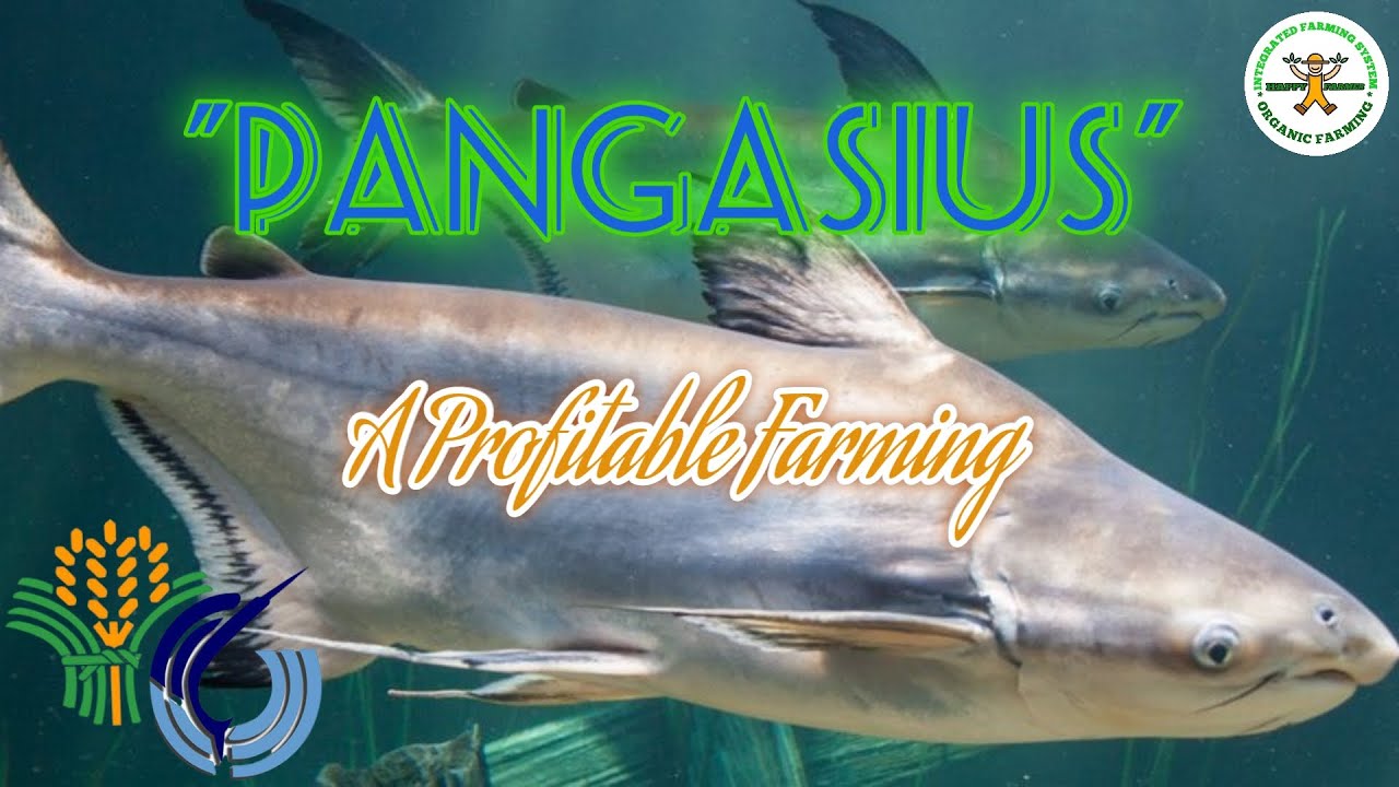 Pangasius farming in the Philippines | a profitable farming ...