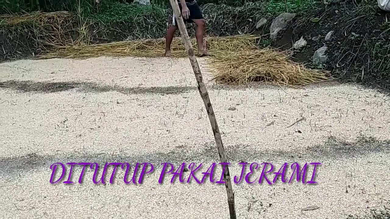 MENABUR BENIH PADI DI SAWAH - YouTube