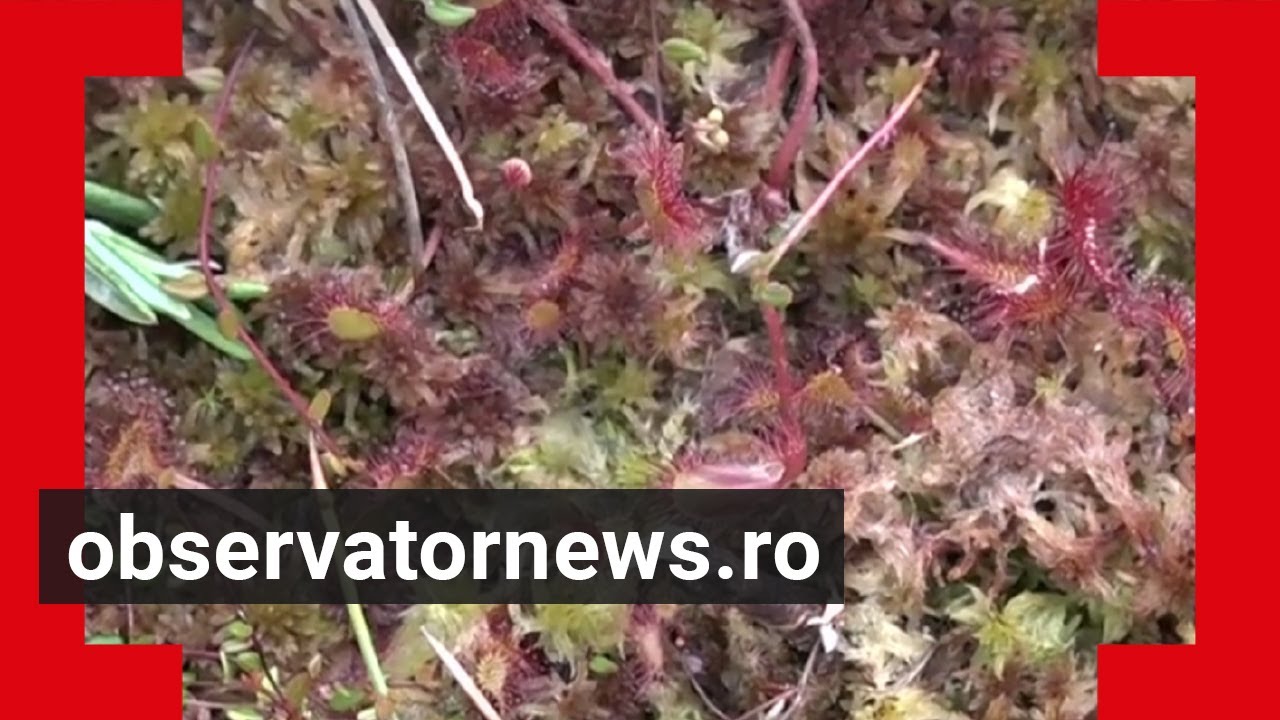 Roua Cerului, regina plantelor carnivore din România - YouTube