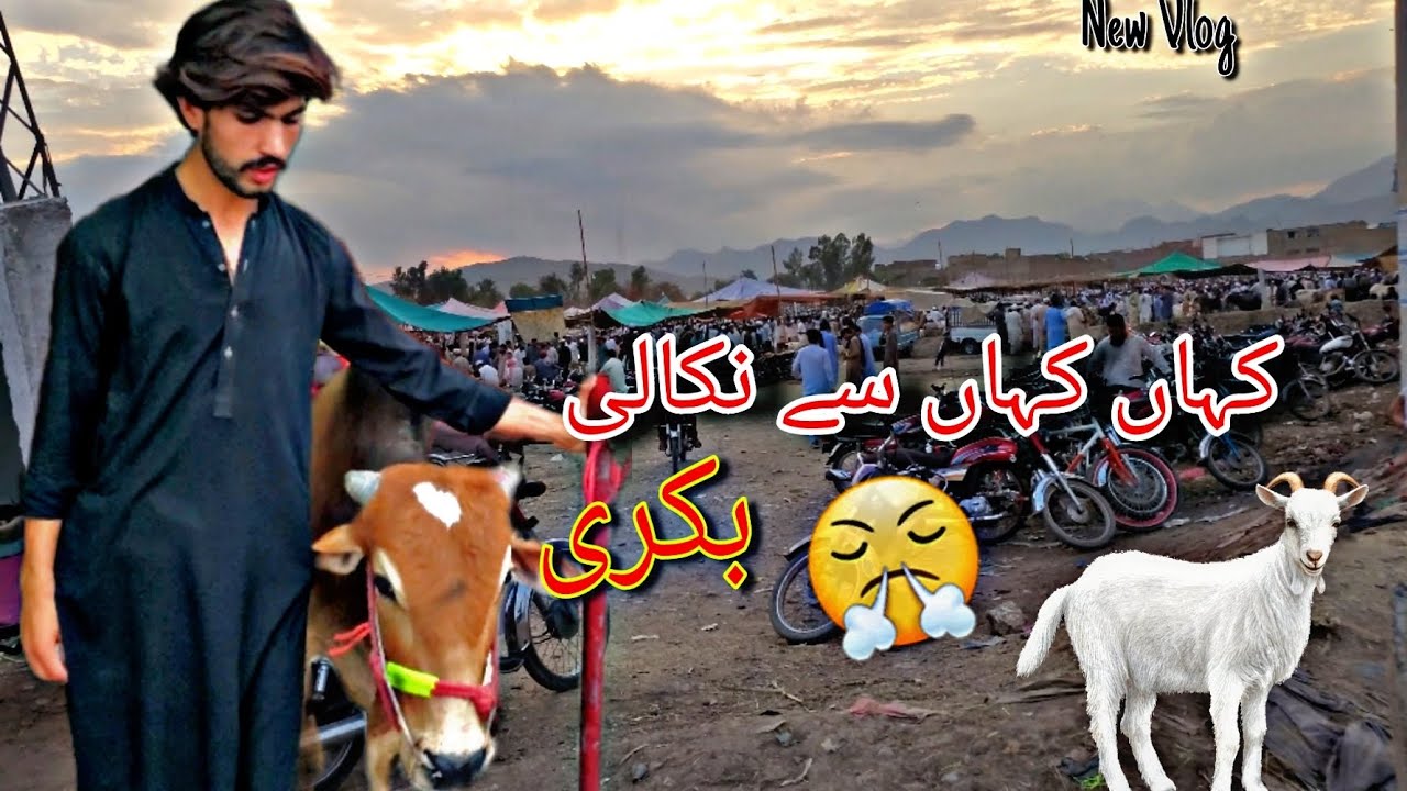 ( part ) 3 | Qurbani Bakrey 😡 Kaha kaha se nekali |عید قربانی بکری ...