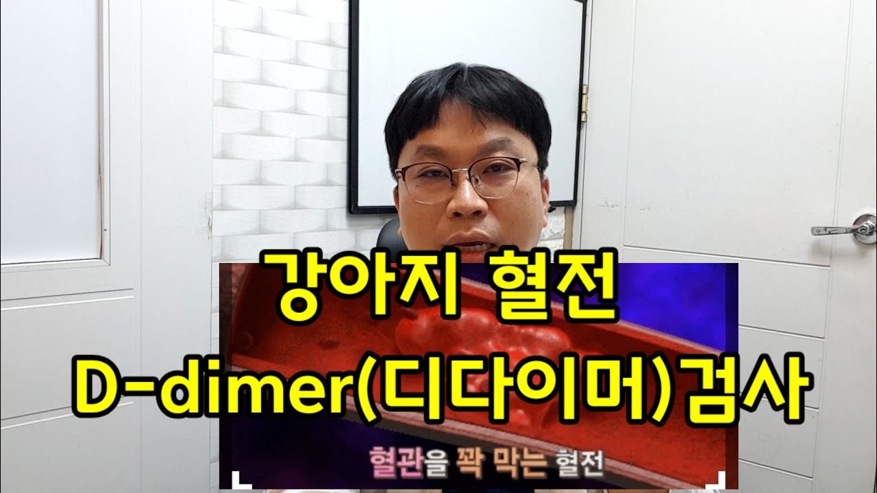 강아지 혈전 디다이머(d-dimer)검사는 언제, 왜 해야하나요? - YouTube