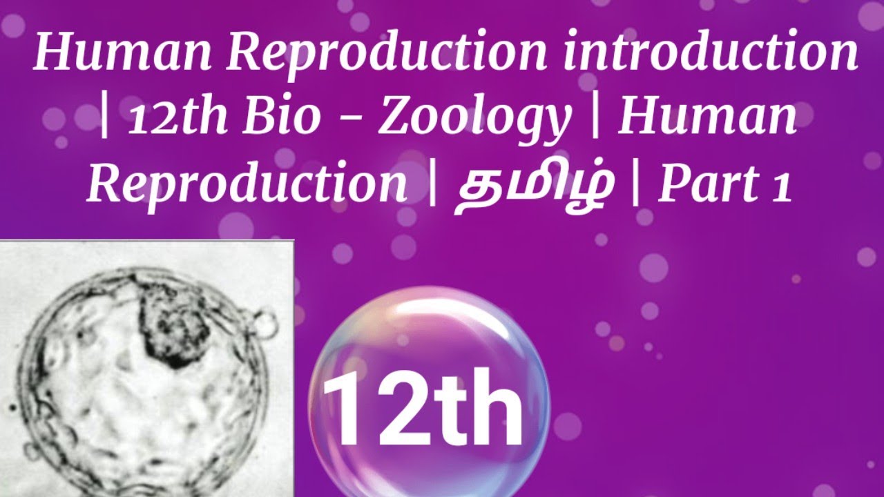 Human Reproduction introduction | 12th Bio - Zoology | Human ...