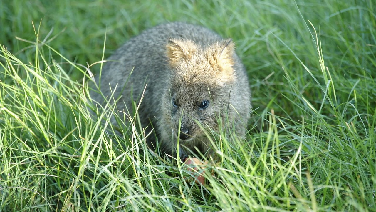Quokkas with Zookeeper Chad - YouTube