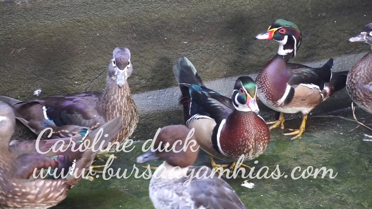 Jual Bebek hias caroline duck - YouTube