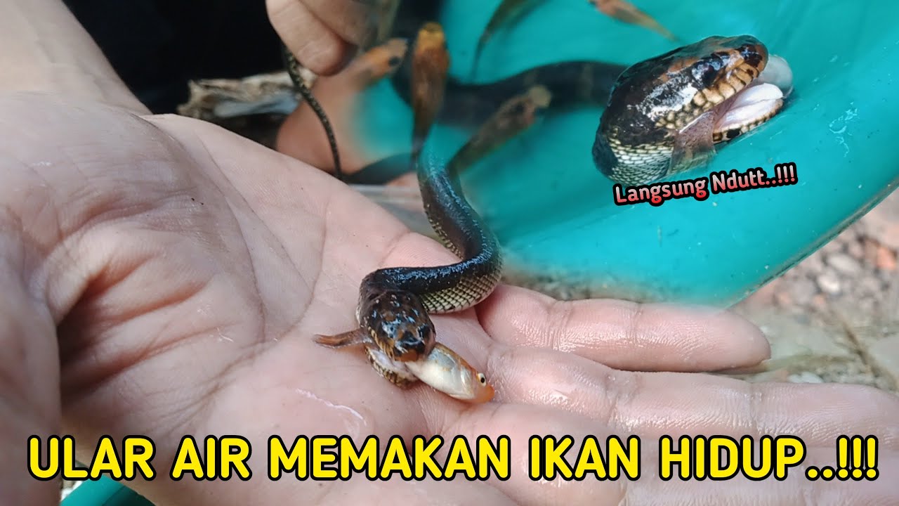 MAKANAN KESUKAAN ULAR KADUT || ULAR AIR MAKAN IKAN - YouTube