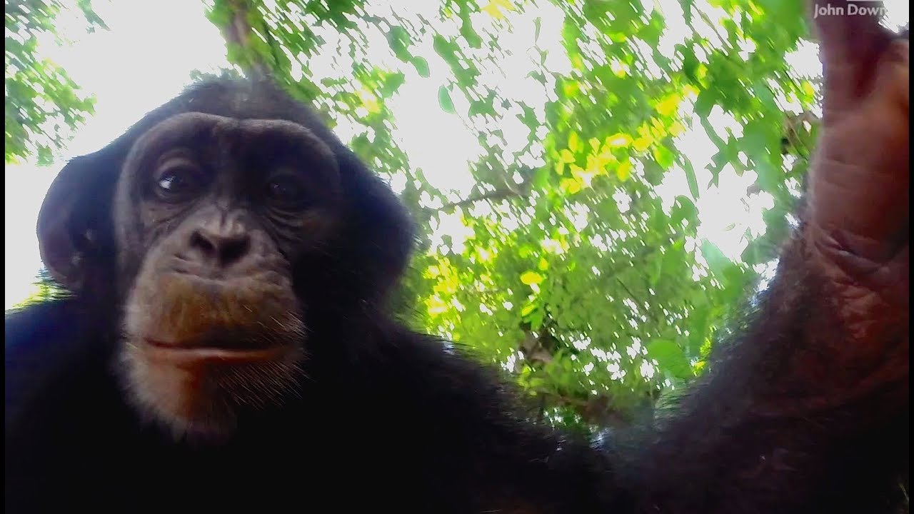 Chimp Pool Party - YouTube