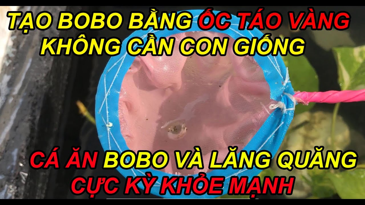 Cách tạo bobo bằng ốc táo vàng không cần con giống | Cá 7 màu ăn bobo ...
