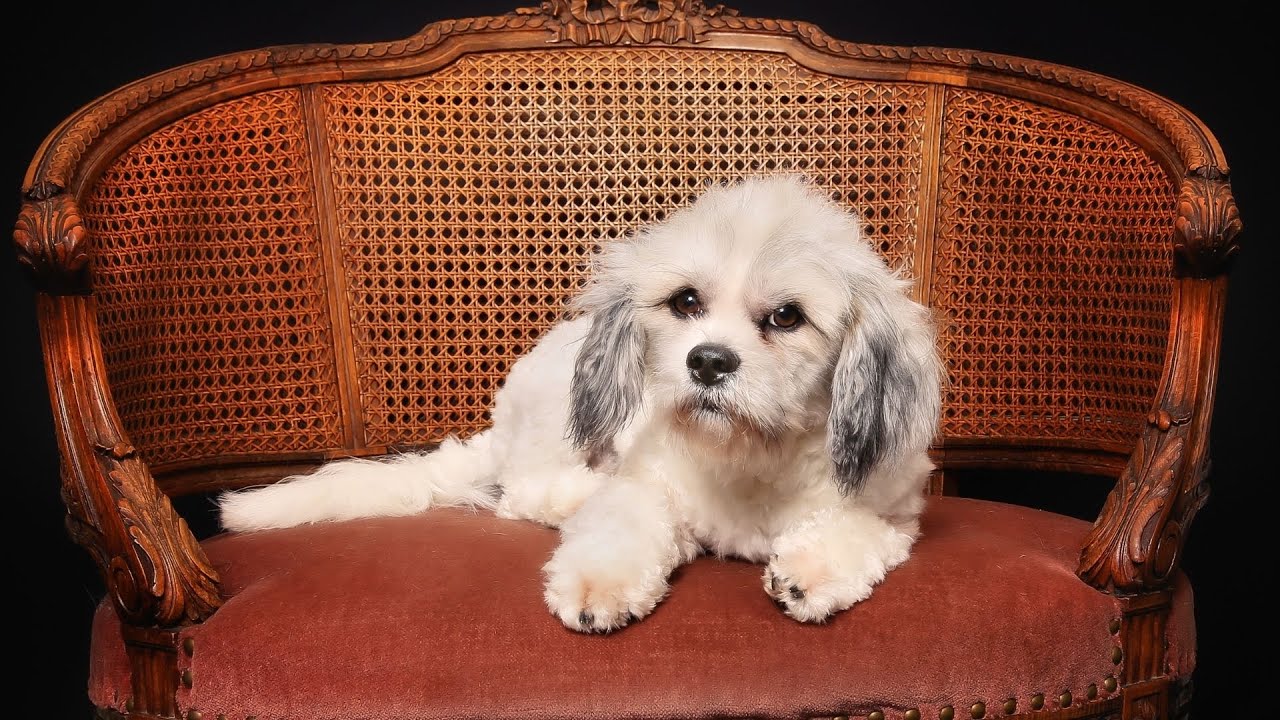 Havanese Puppy Training: Setting the Right Foundation for Behavior PART ...