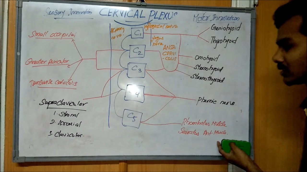 Cervical Plexus - Anatomy - YouTube