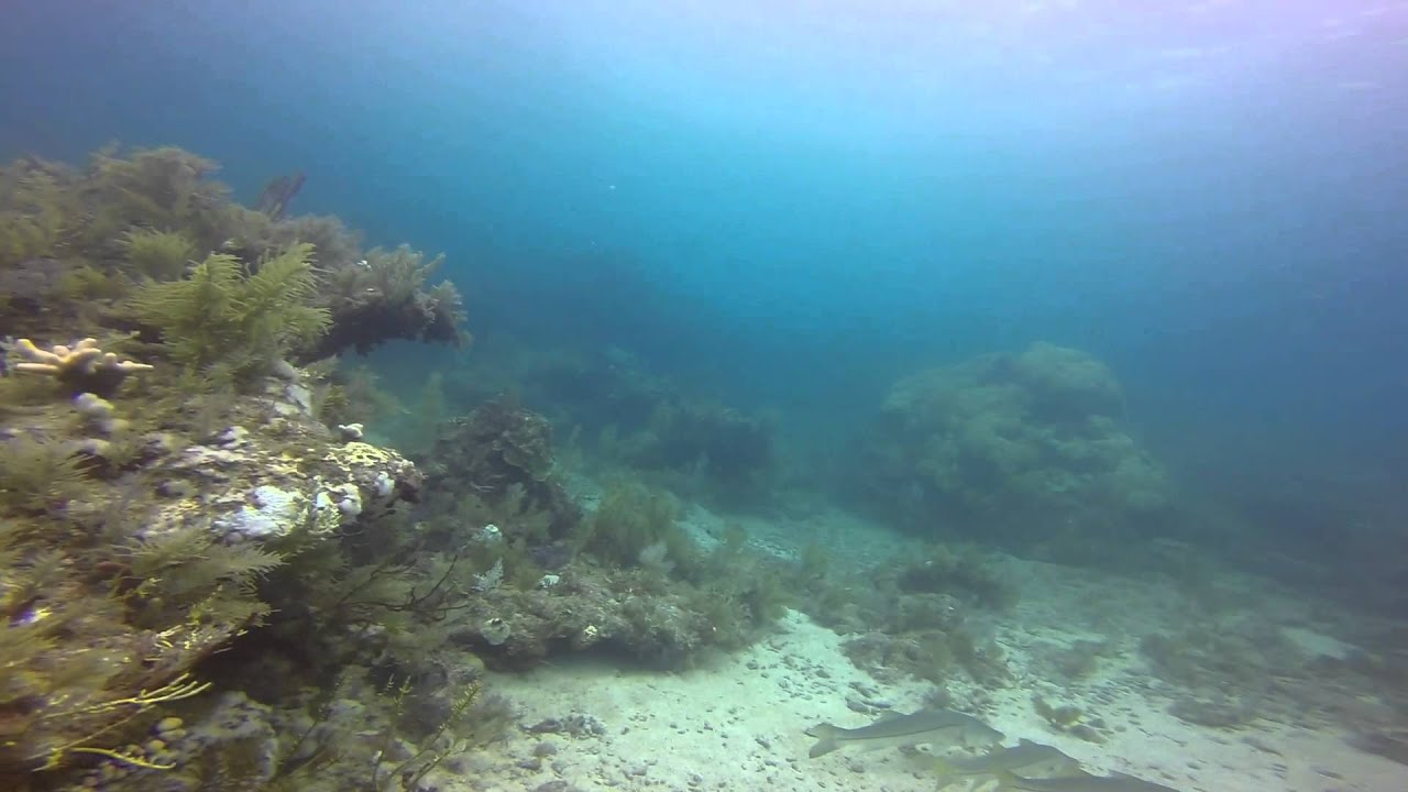 French Reef - Key Largo, FL - YouTube