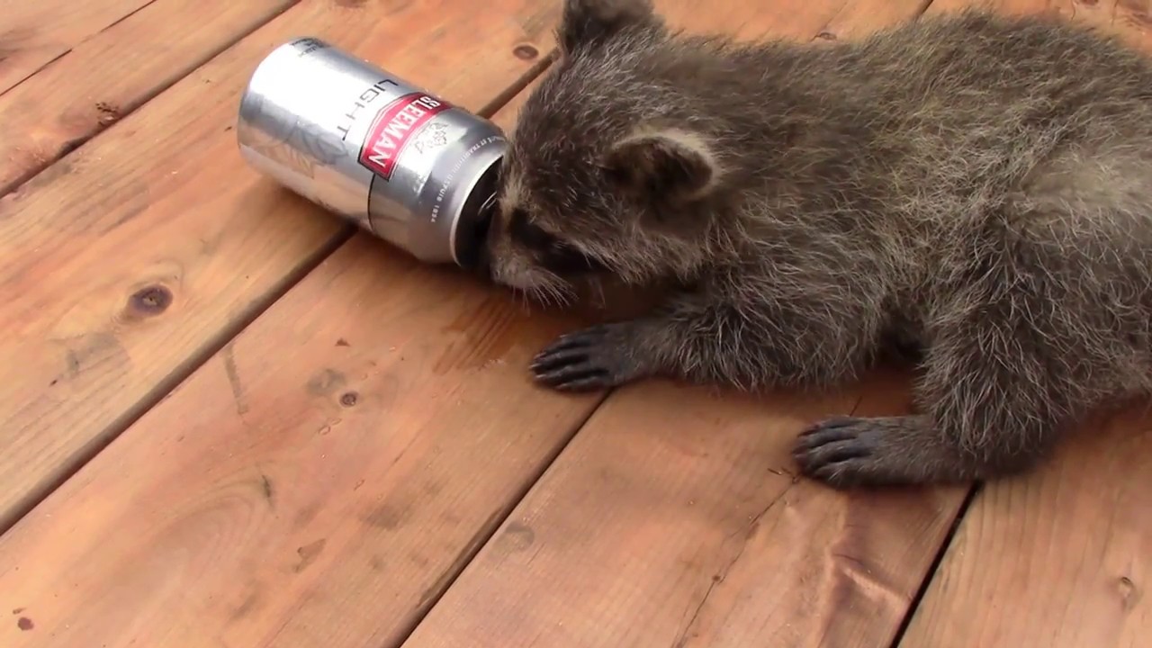 Rupert the raccoon discovers beer..... - YouTube
