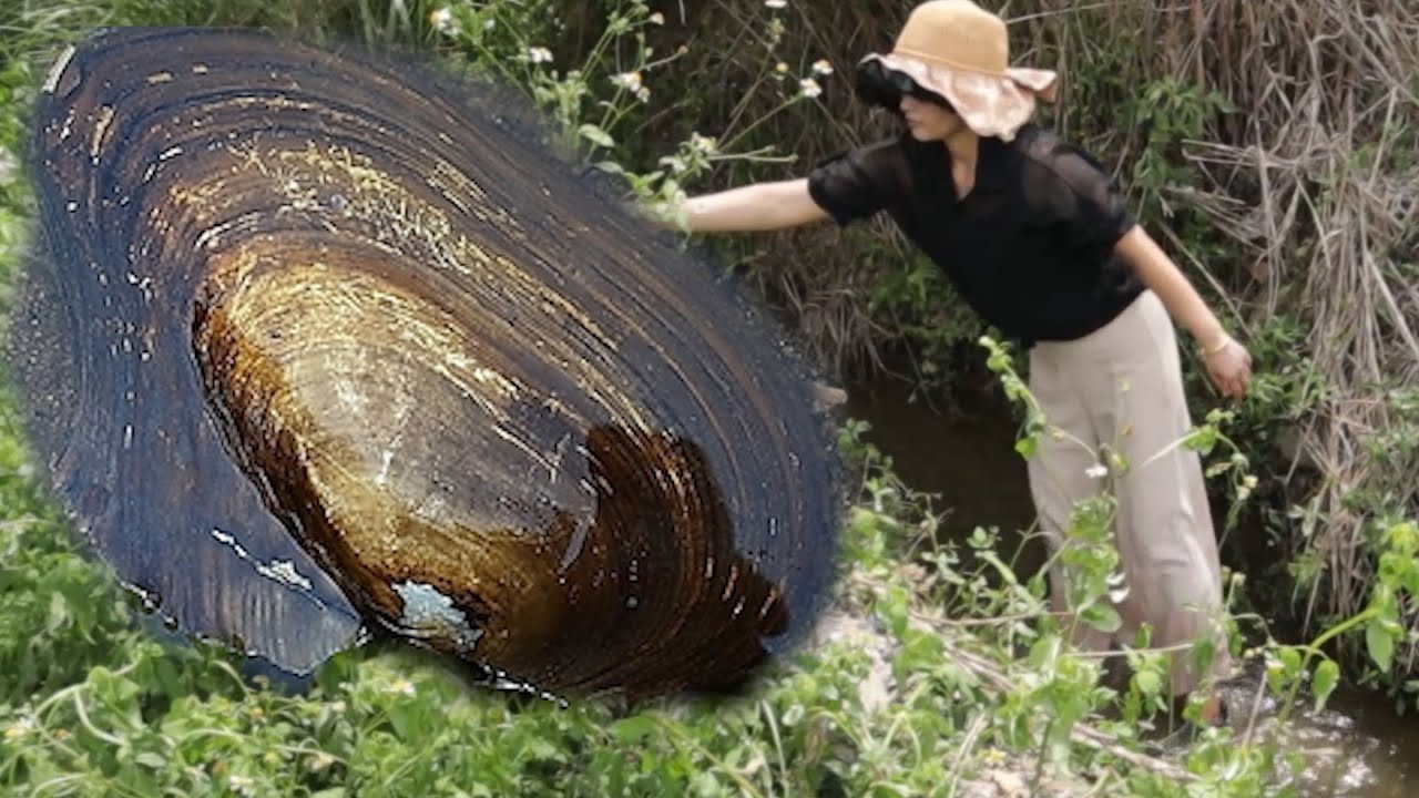 Long term drought, huge clams emerge from the water, their stomachs ...