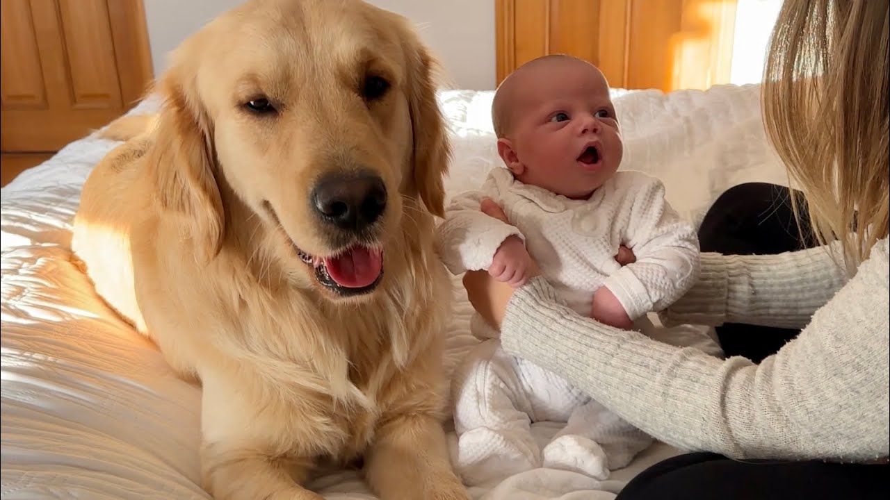 Golden Retriever Meets Newborn Baby For The First Time! (Cutest Ever ...