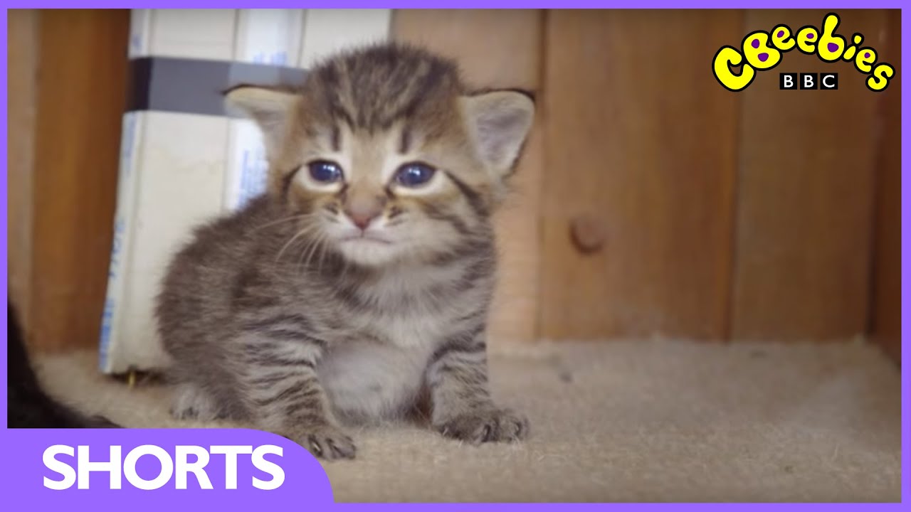 CBeebies: Meet The Kittens - Cutest Moments - YouTube