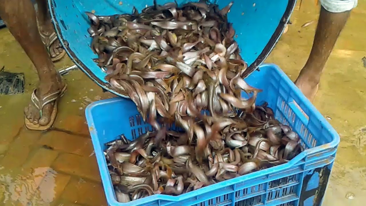 Lots of Fresh Deshi Catfish, Deshi Koi, Tilapia, Rohu Fish | Deshi Fish ...
