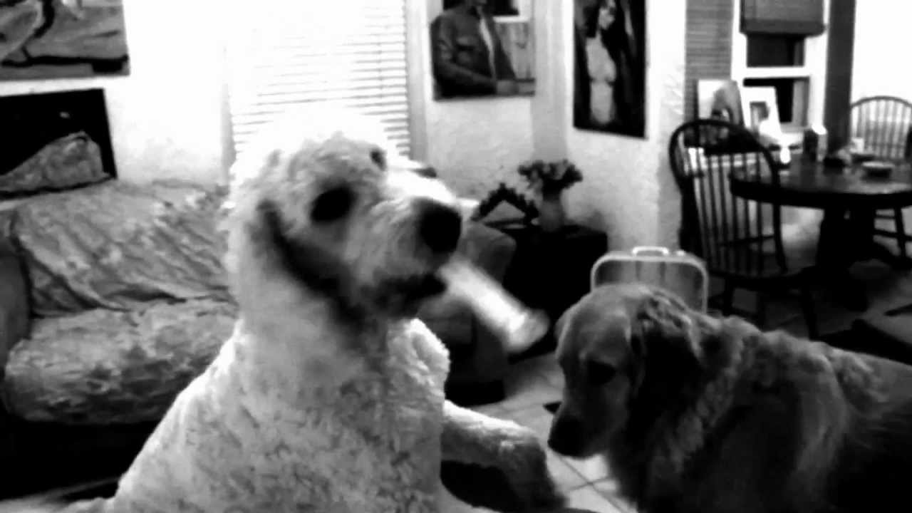 Dogs Being Idiots - I - YouTube