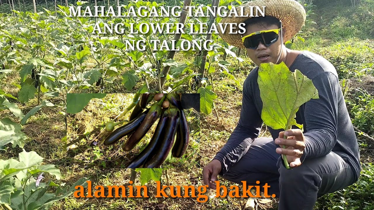 MAHALAGANG TANGALIN ANG LOWER LEAVES NG TALONG( alamin kung bakit ...