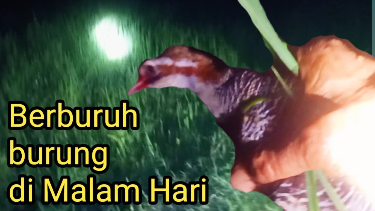 BERBURUH BURUNG SAWAH DI MALAM HARI - YouTube