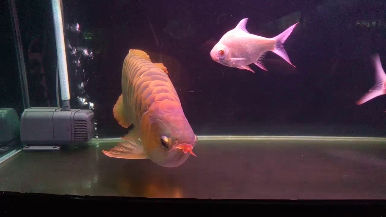 Ikan Arwana Nuansa kuning - YouTube