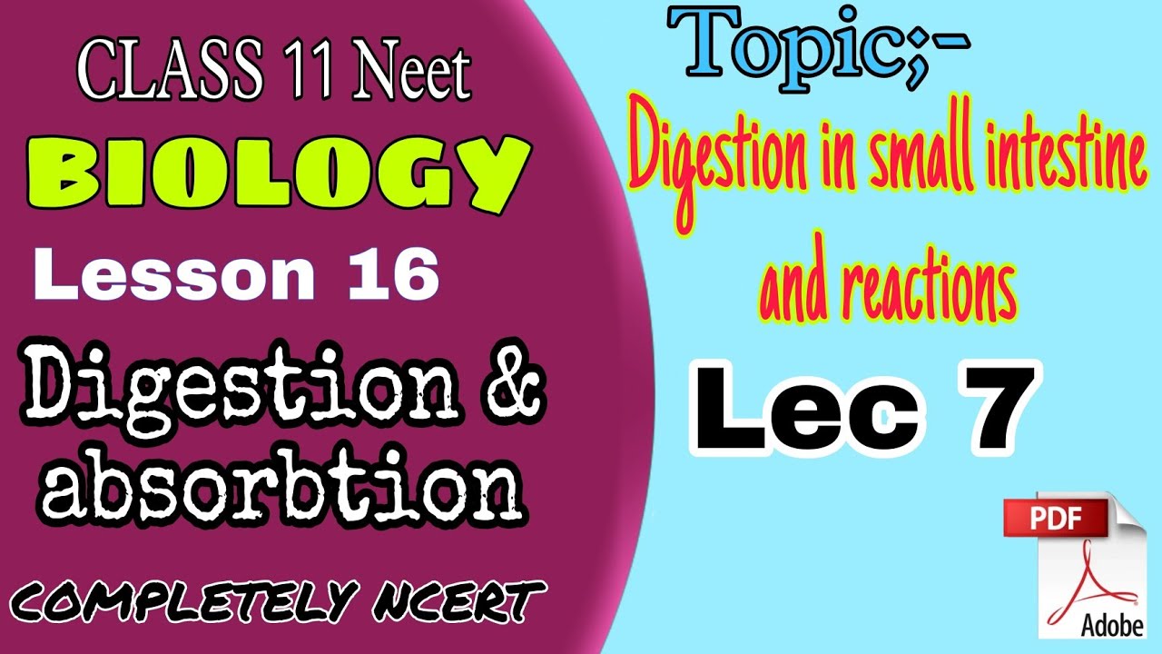 Lec:-7||Digestion and Absorbtion||digestion in small intestine succus ...