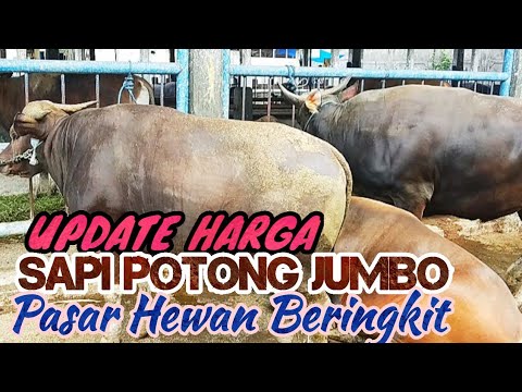 SAPI BALI UKURAN JUMBO DI PASAR HEWAN BERINGKIT, MENGWI, BALI - YouTube