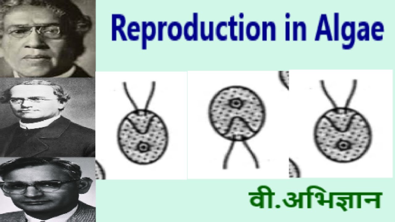 Algae | Chapter3class11Plant kingdom | Reproduction in Algae | Isogamy ...