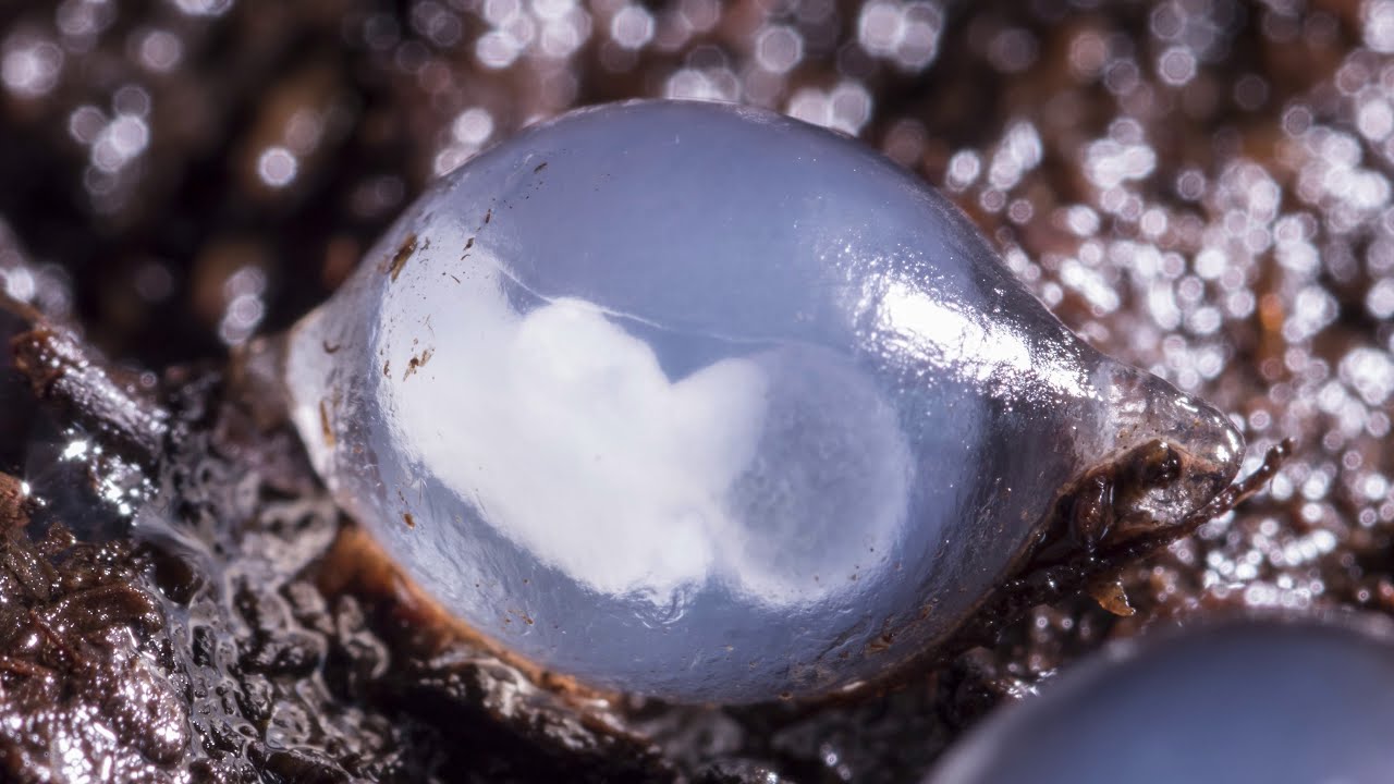 Slug embryo - movement in the egg timelapse - UHD 4K - YouTube