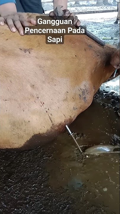 Gangguan Pencernaan Pada Sapi #shorts #cattle #sapi - YouTube