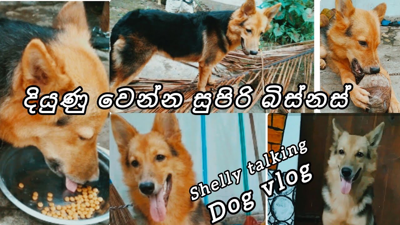 දියුණු වෙන්න සුපිරි බිස්නස් |dog vlog| shelly talking |german shepherd ...