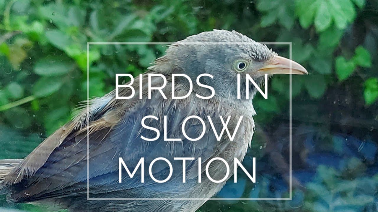 BIRDS IN SLOW MOTION - YouTube