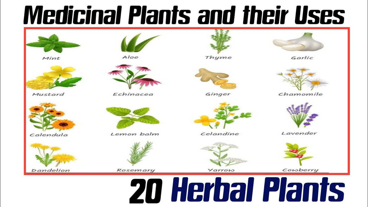 Medicinal plants and their uses / Medical plants names / Medicinal ...