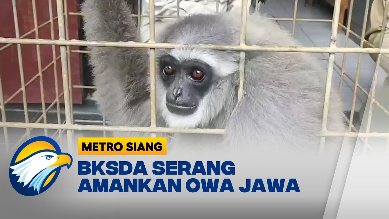 BKSDA Serang Amankan Satwa Langka Owa Jawa - YouTube
