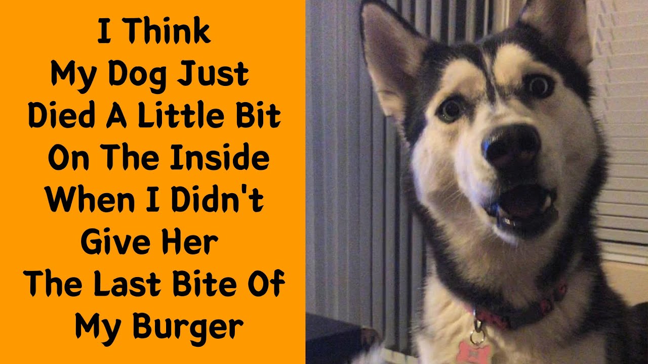 50 Photos Of Animals Having A Worse Day Than You - Cute animal - YouTube