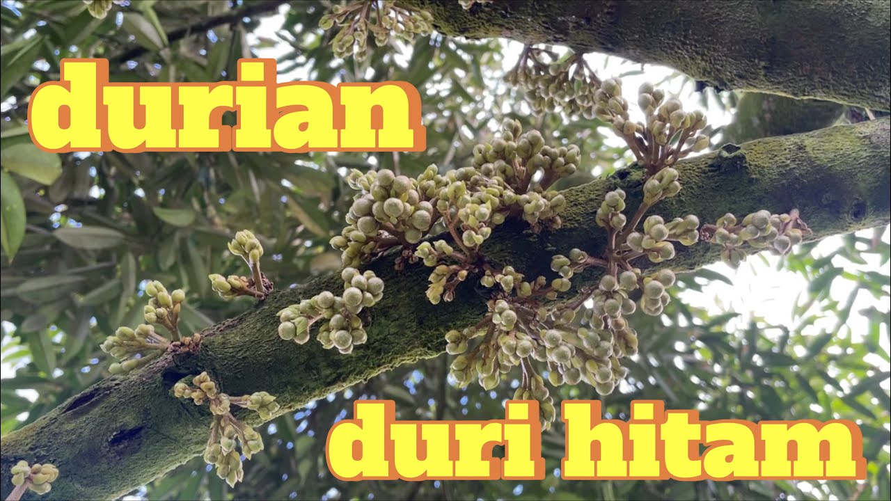 REVIEW PERKEMBANGAN BUNGA DURIAN DURI HITAM - YouTube