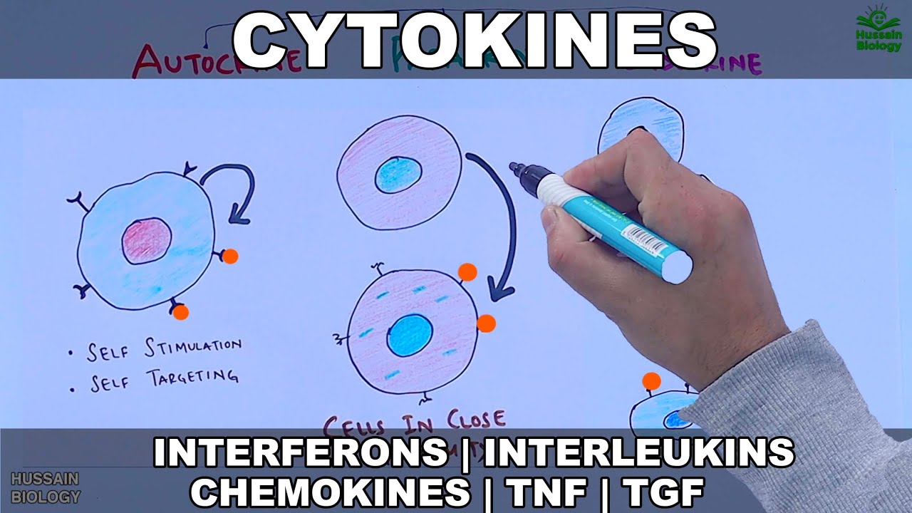 Cytokines | Classification and Functions - YouTube